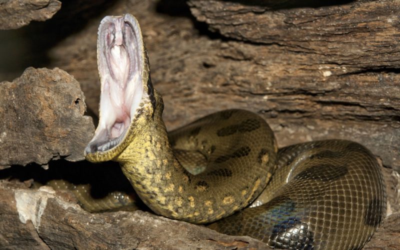 JUNIOR Deutschland - Anakonda (Große)