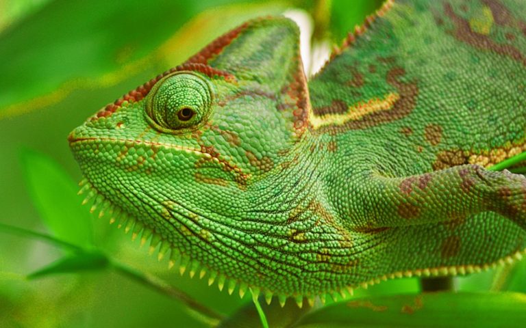 Chamäleon - JUNIOR Deutschland