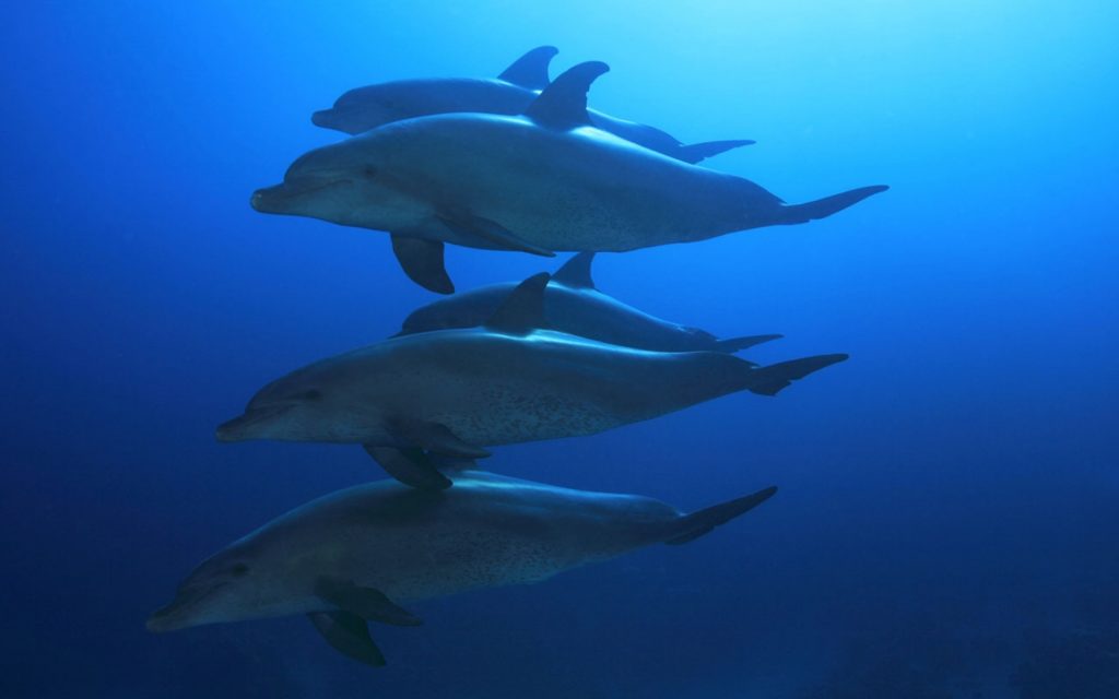 Delfin (Großer Tümmler) - JUNIOR Deutschland