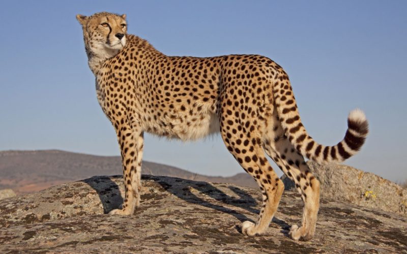 Gepard - JUNIOR Deutschland