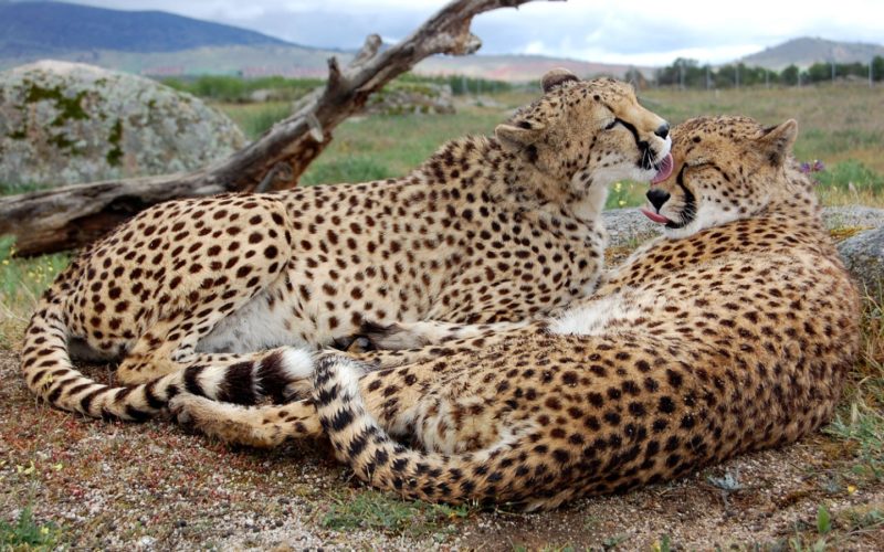 Gepard - JUNIOR Deutschland