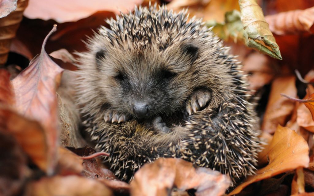 Igel - JUNIOR Deutschland