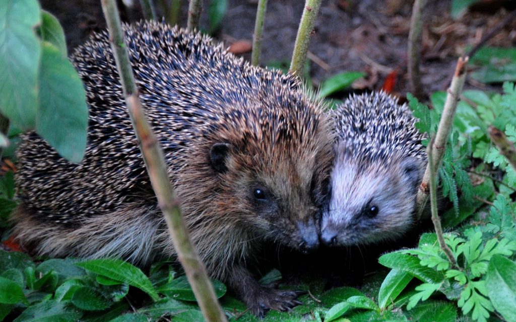 Igel - JUNIOR Deutschland