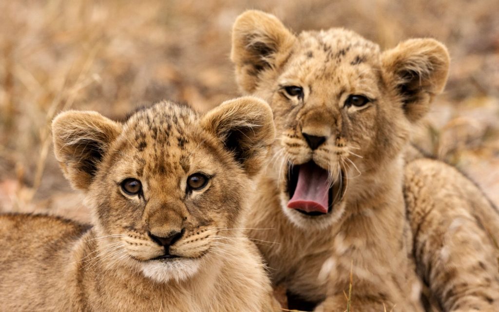 Löwe - JUNIOR Deutschland