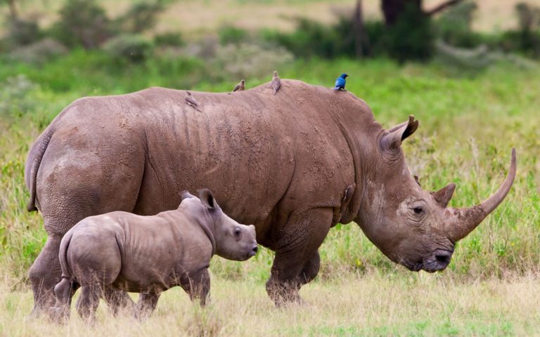 Nashorn - JUNIOR Deutschland