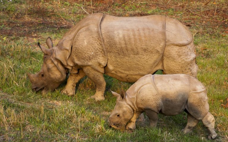 Nashorn - JUNIOR Deutschland