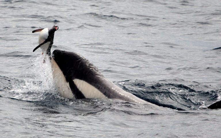Orca (Großer Schwertwal) - JUNIOR Deutschland