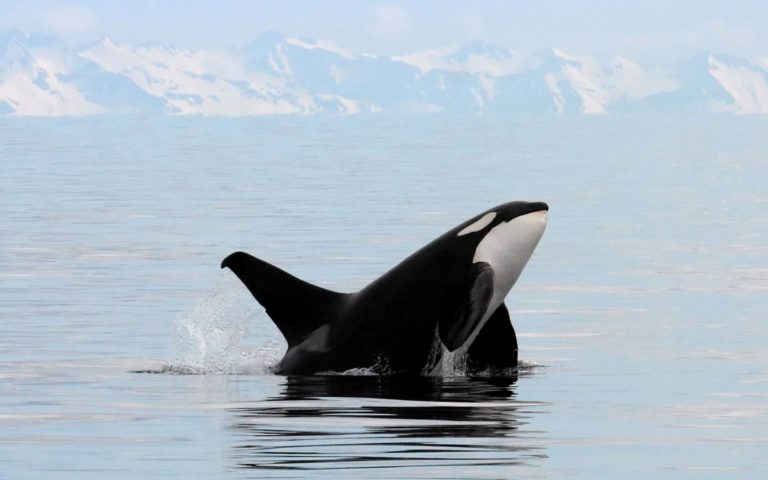 Orca (Großer Schwertwal) - JUNIOR Deutschland