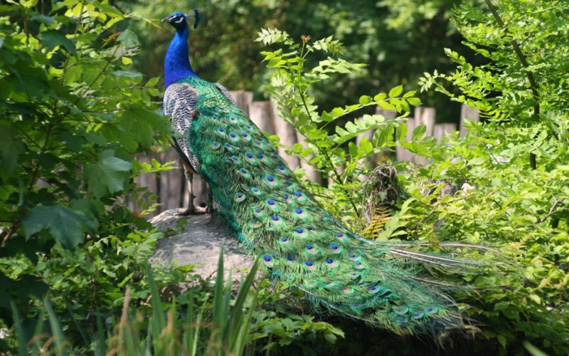 Pfau (Blauer Pfau) - JUNIOR Deutschland
