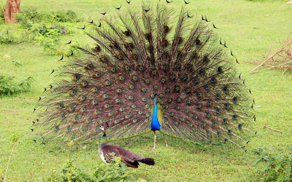Pfau (Blauer Pfau) - JUNIOR Deutschland