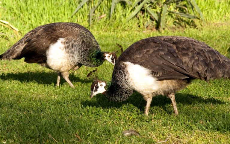 Pfau (Blauer Pfau) - JUNIOR Deutschland