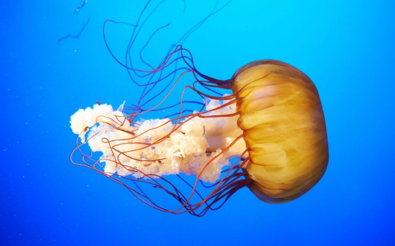 Qualle - JUNIOR Deutschland