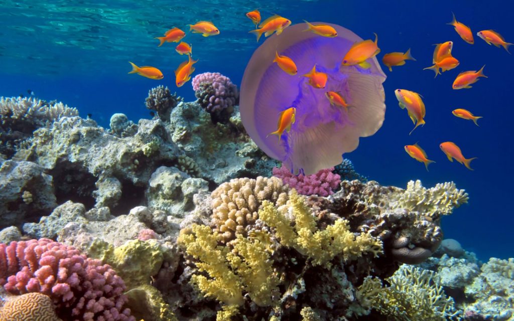 Qualle - JUNIOR Deutschland