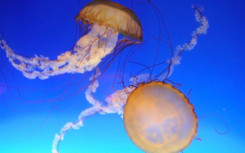 Qualle - JUNIOR Deutschland