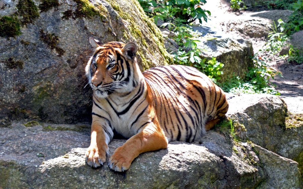 Tiger - JUNIOR Deutschland