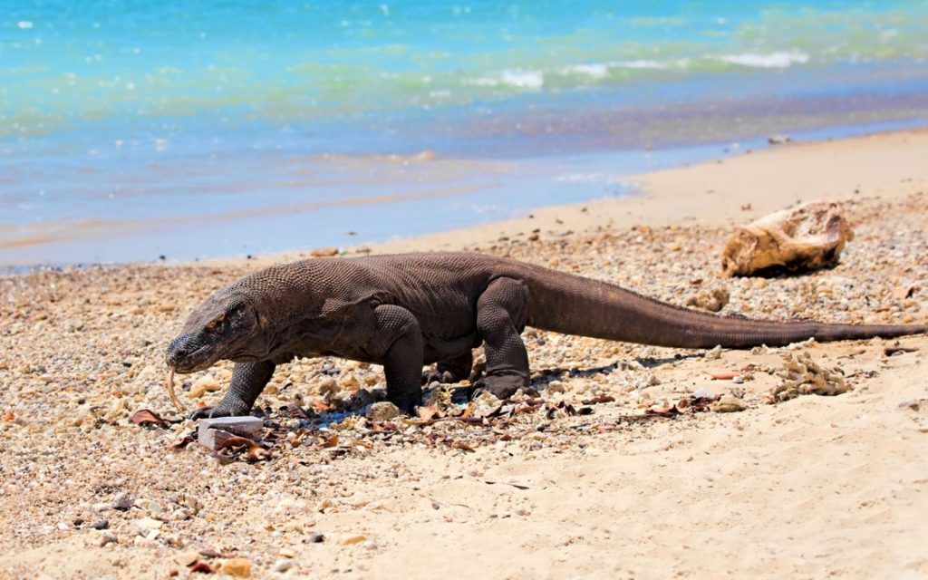 Waran (Komodo) - JUNIOR Deutschland