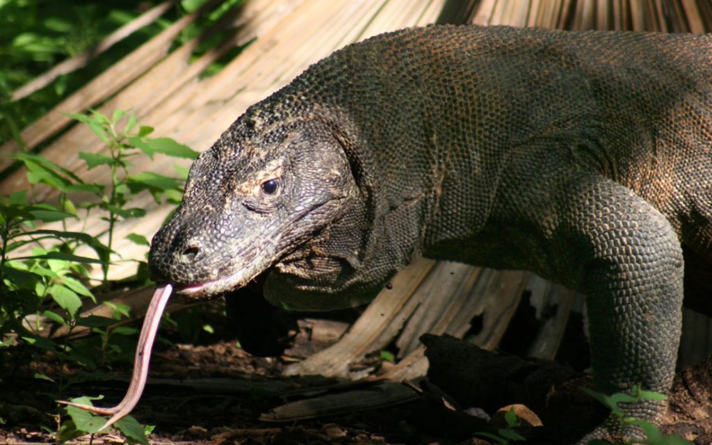 Waran (Komodo) - JUNIOR Deutschland