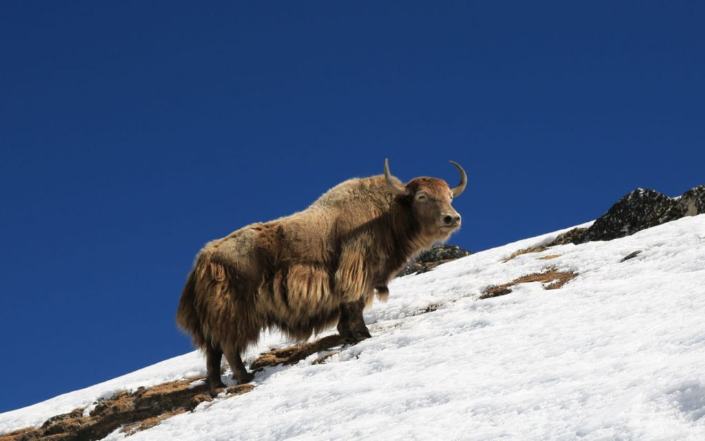 Yak - JUNIOR Deutschland