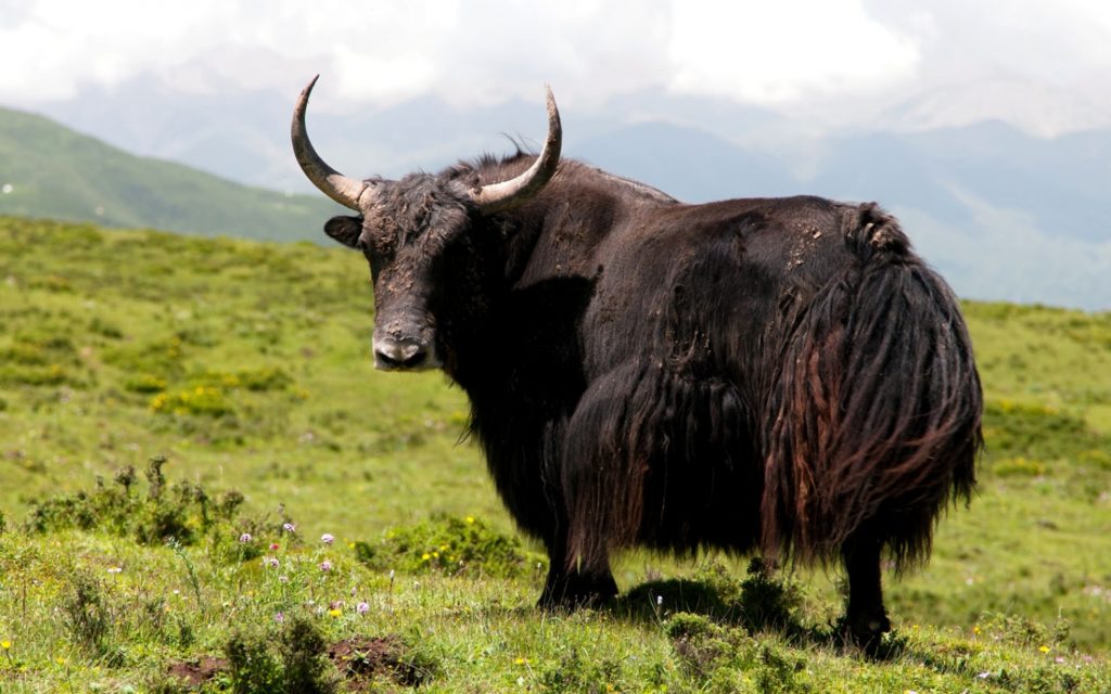 Yak - JUNIOR Deutschland