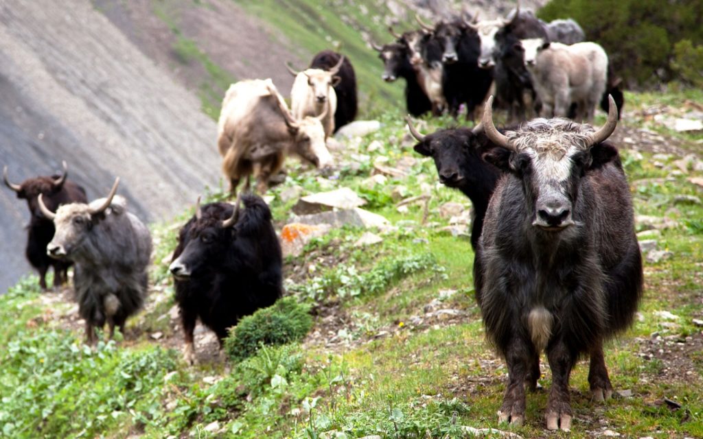 Yak - JUNIOR Deutschland