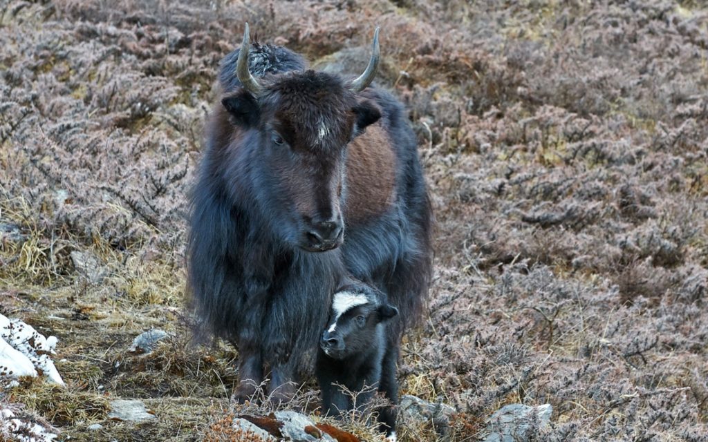 Yak - JUNIOR Deutschland