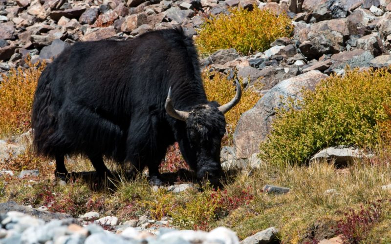 Yak - JUNIOR Deutschland