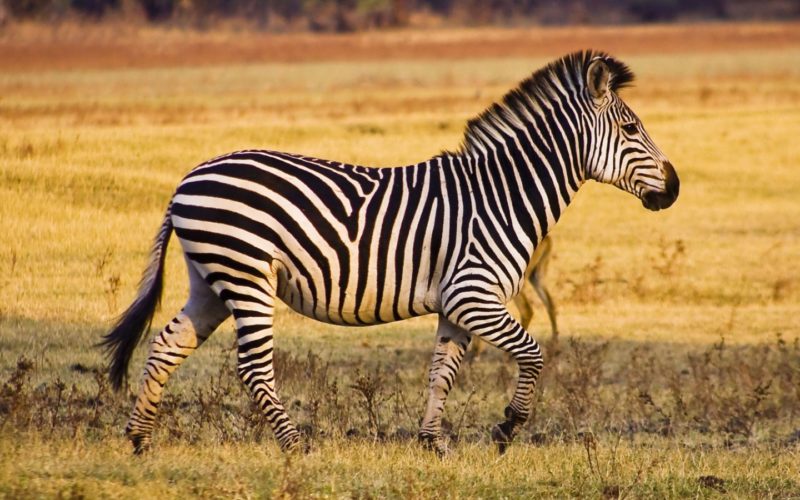 Zebra - JUNIOR Deutschland