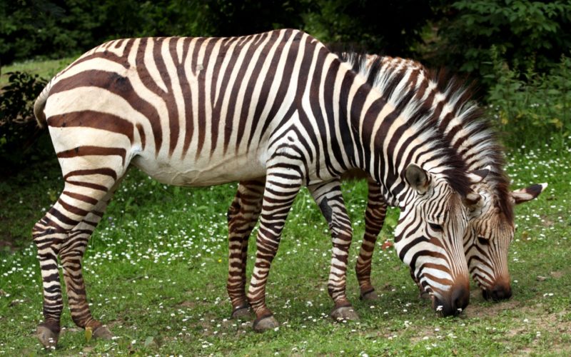 Zebra - JUNIOR Deutschland Zebra - JUNIOR Deutschland