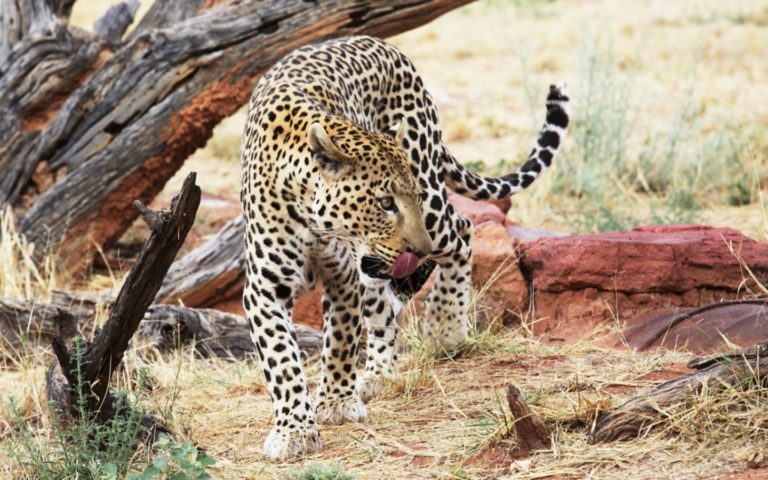 Leopard - JUNIOR Deutschland