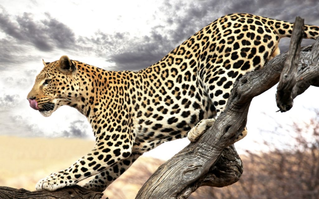 Leopard - JUNIOR Deutschland