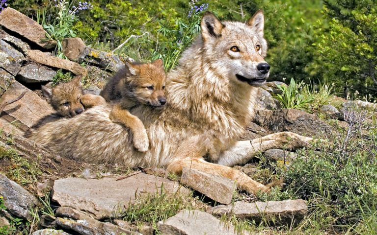 Wolf - JUNIOR Deutschland