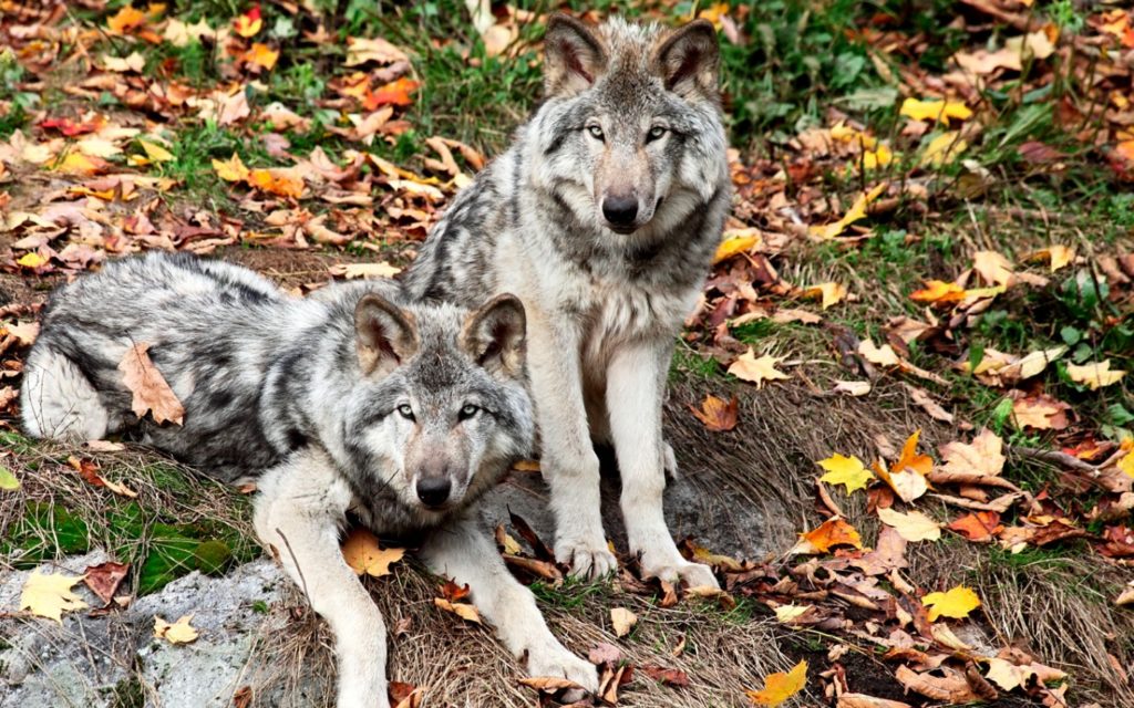 Wolf - JUNIOR Deutschland