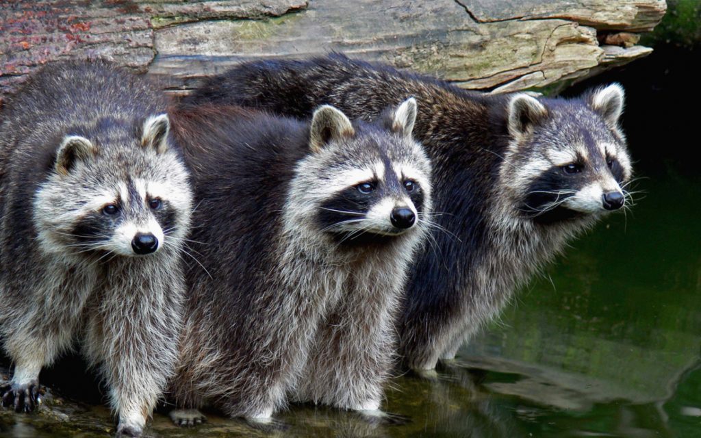 Waschbär - JUNIOR Deutschland