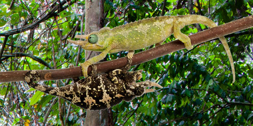 Chamäleon - JUNIOR Deutschland