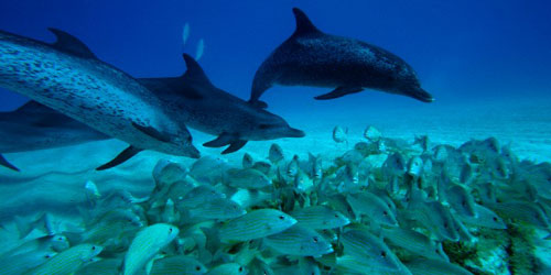 Delfin (Großer Tümmler) - JUNIOR Deutschland