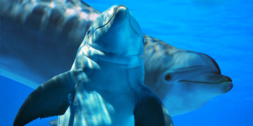 Delfin (Großer Tümmler) - JUNIOR Deutschland