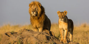 Gepard - JUNIOR Deutschland