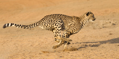 Gepard - JUNIOR Deutschland