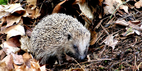 Igel - JUNIOR Deutschland