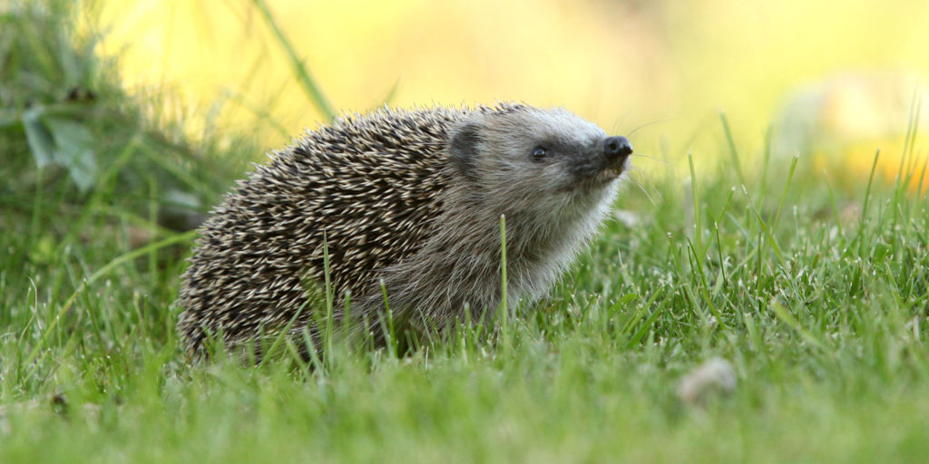 Igel - JUNIOR Deutschland