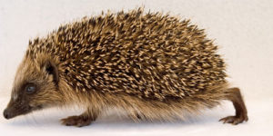 Igel - JUNIOR Deutschland