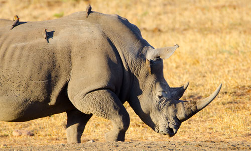 Nashorn - JUNIOR Deutschland