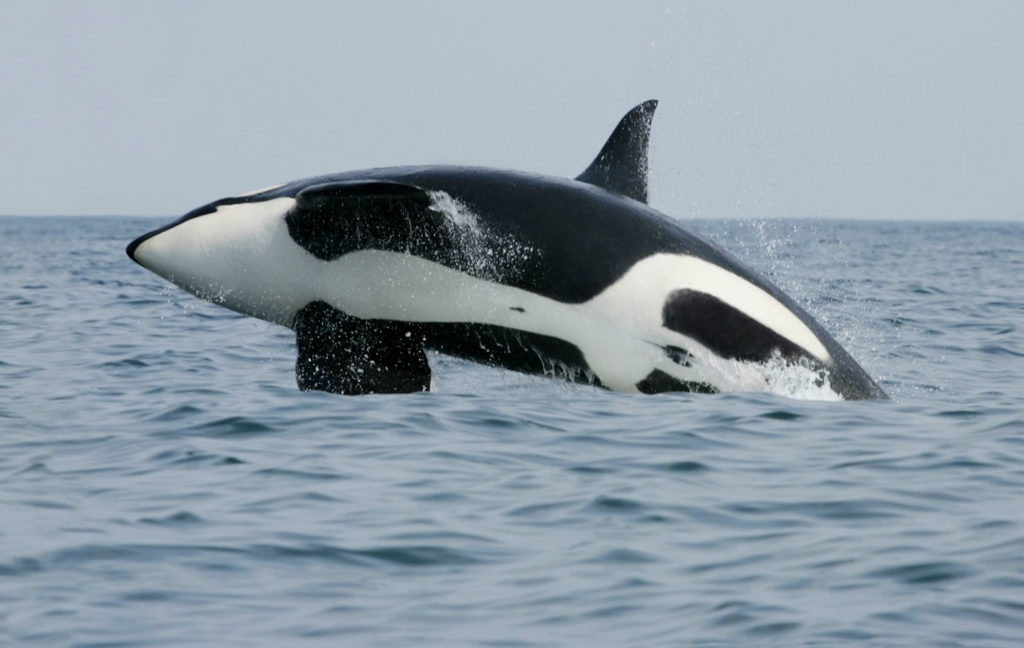 Orca (Großer Schwertwal) - JUNIOR Deutschland