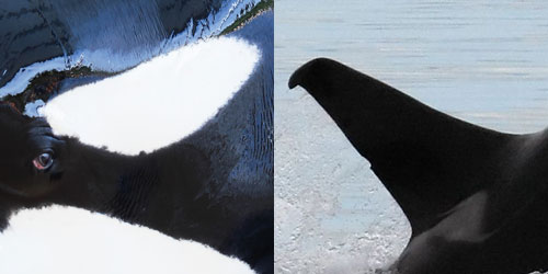 Orca (Großer Schwertwal) - JUNIOR Deutschland