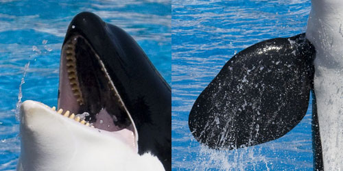 Orca (Großer Schwertwal) - JUNIOR Deutschland