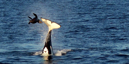 Orca (Großer Schwertwal) - JUNIOR Deutschland