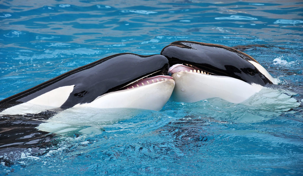 Orca (Großer Schwertwal) - JUNIOR Deutschland