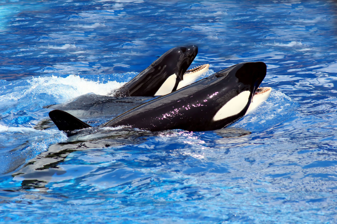 Orca (Großer Schwertwal) - JUNIOR Deutschland