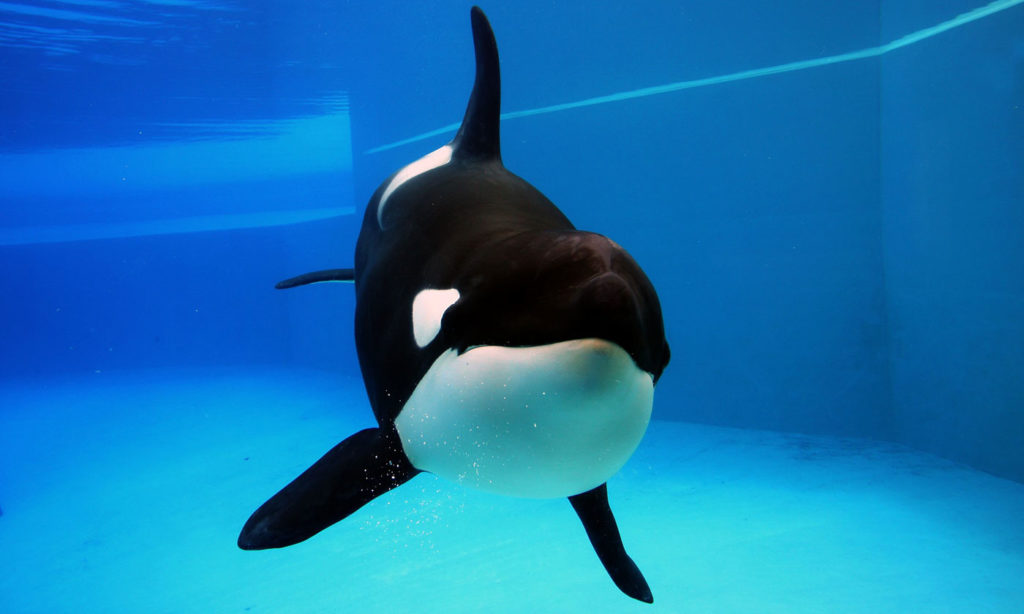 Orca (Großer Schwertwal) - JUNIOR Deutschland