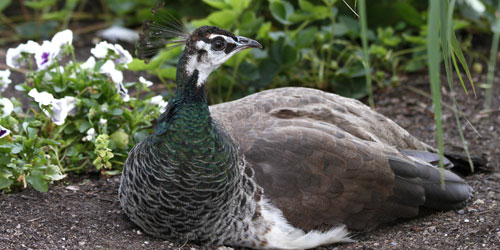 Pfau (Blauer Pfau) - JUNIOR Deutschland